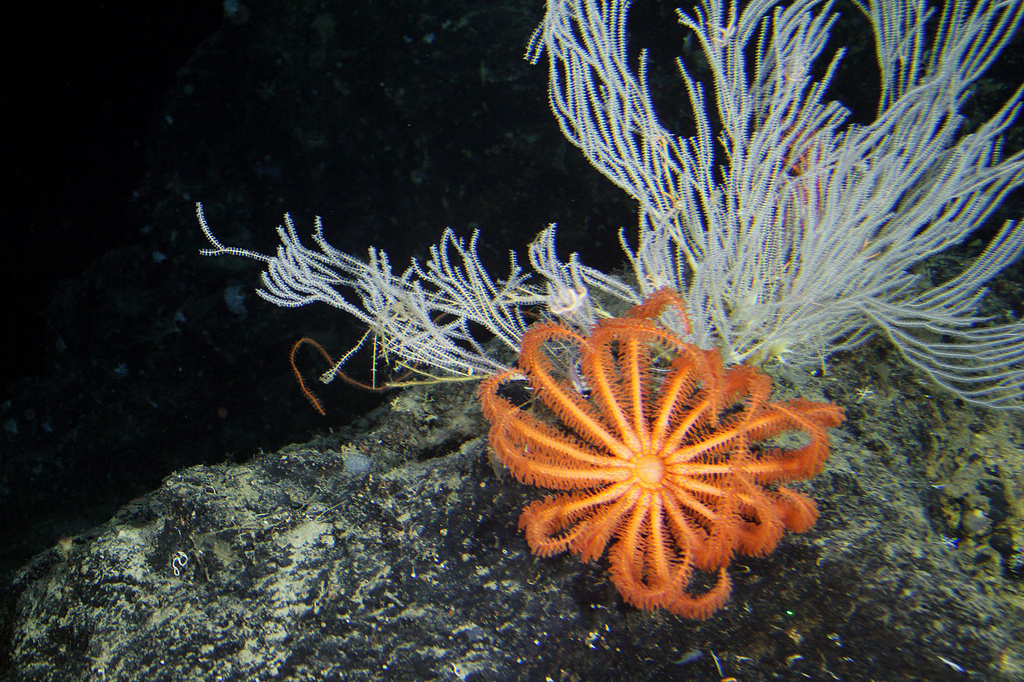 Real Monstrosities: Brisingid Starfish