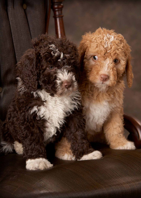 I LOVE DOGS: Fluffy Dogs That Don't Shed : Hypoallergenic Dog Breeds