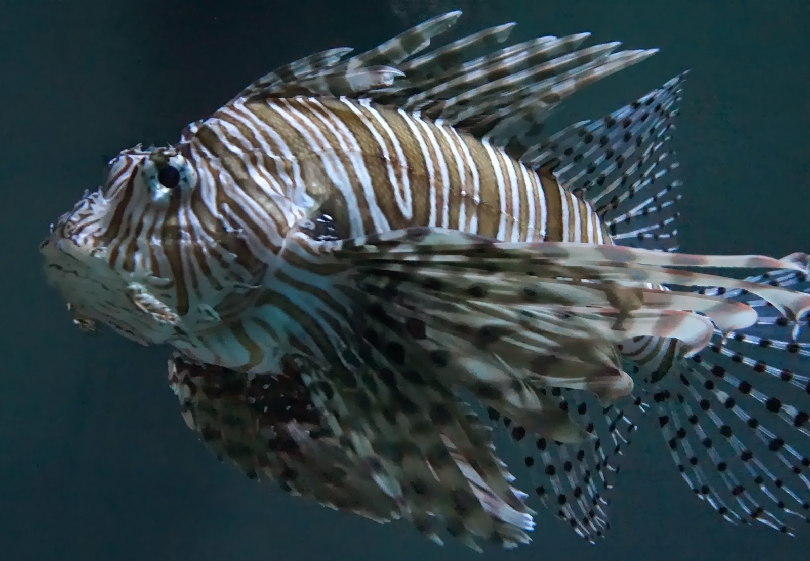 Dancing 'Cross the Country: The Texas State Aquarium in Corpus Christi