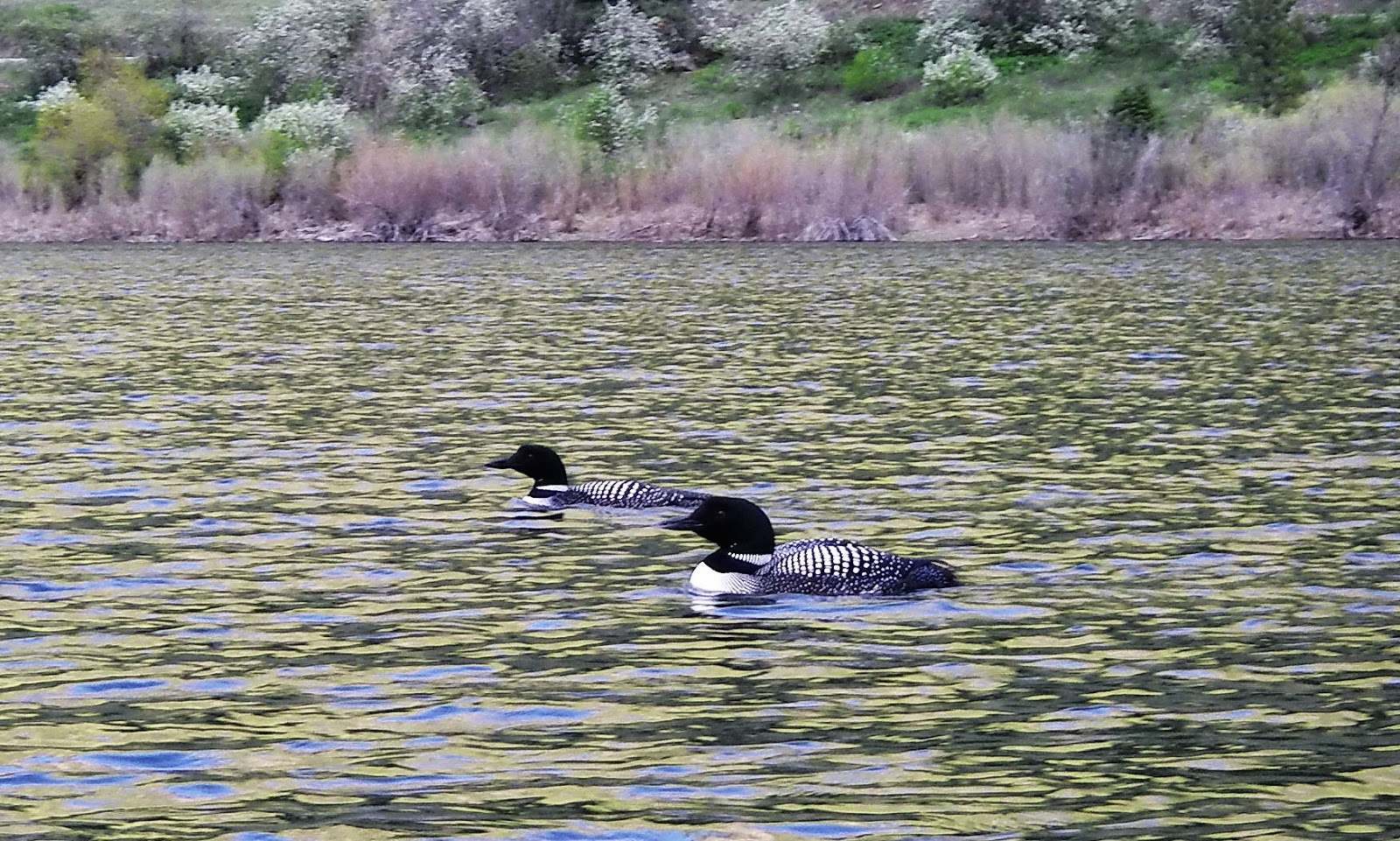 Home Waters: A Fly Fishing Life: "Loons Mating" by David Wagoner
