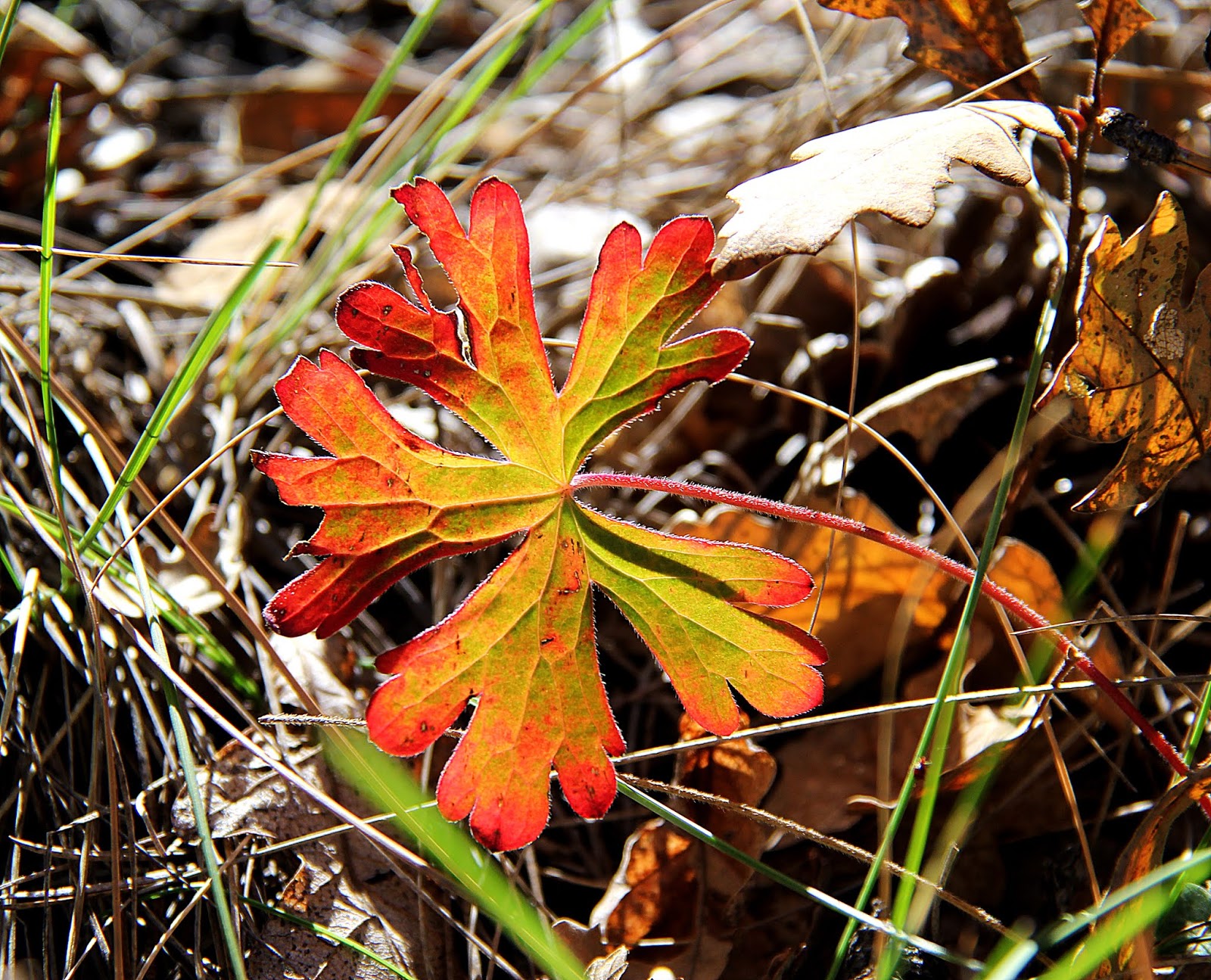 Simplicity Itself Photography: Autumn Leaves In Prescott