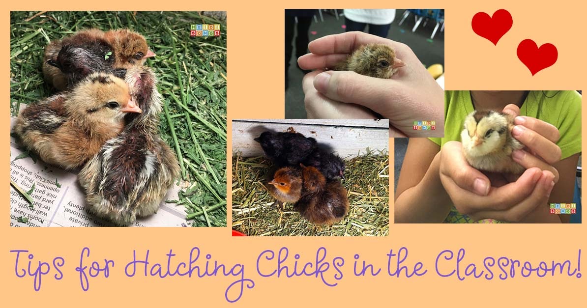 Tips for Hatching Chicks in the Classroom!