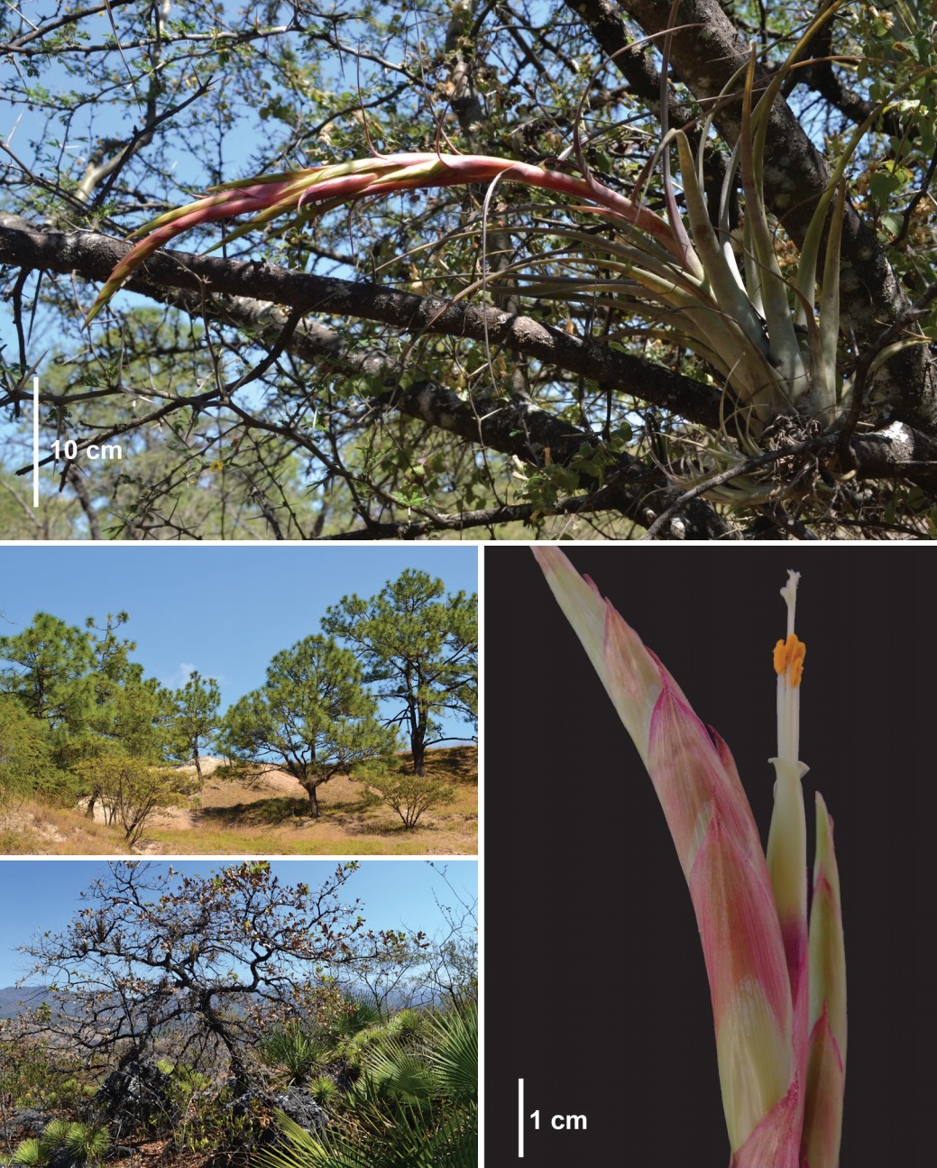 Species New to Science: [Botany • 2020] Tillandsia dichromantha ...