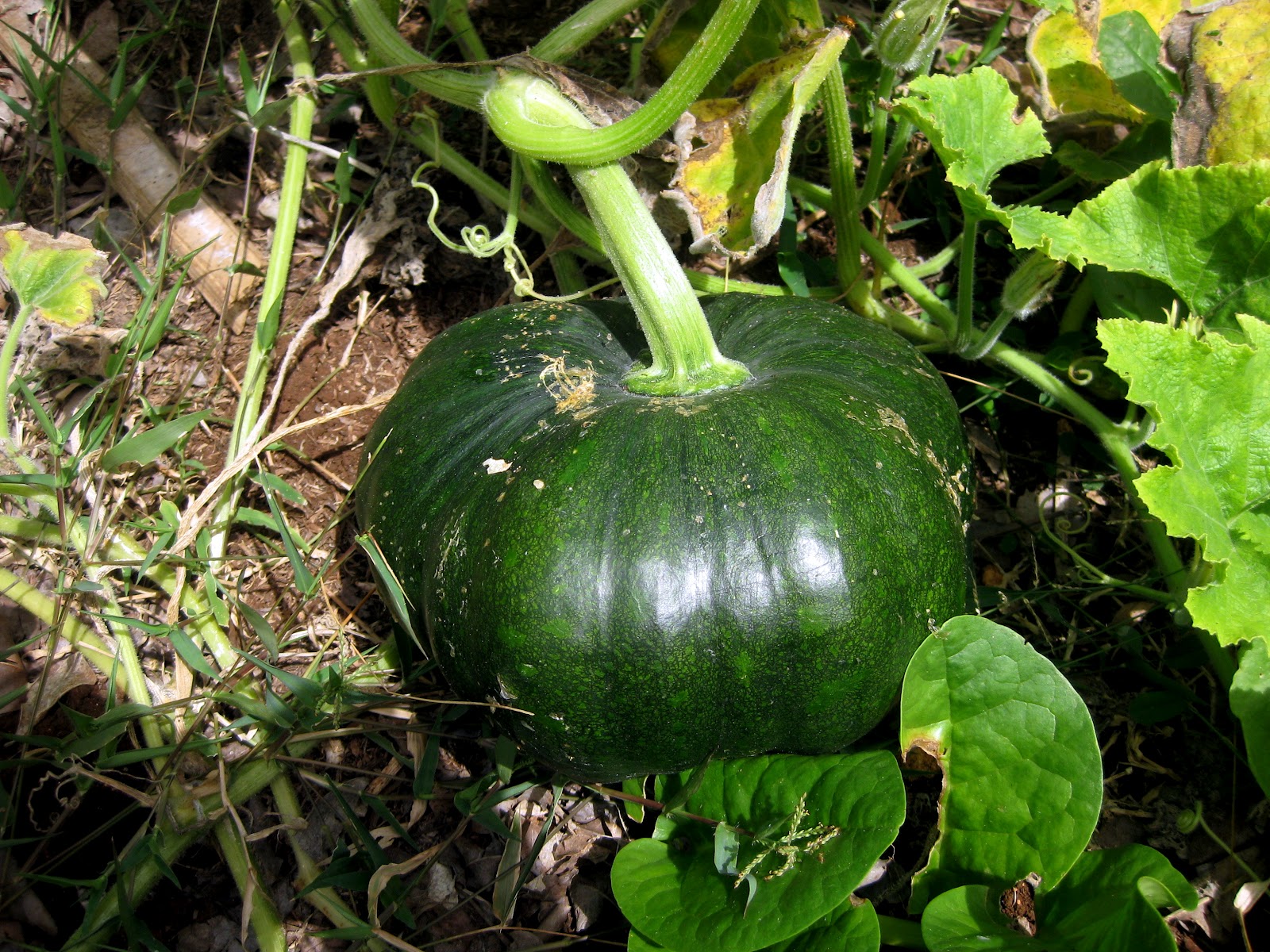 Turning Boholano: Photo Essay: Buhay Bukid