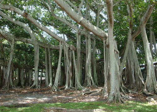 All Things Ruffnerian, a Design Blog and More: Thomas Edison's Winter ...