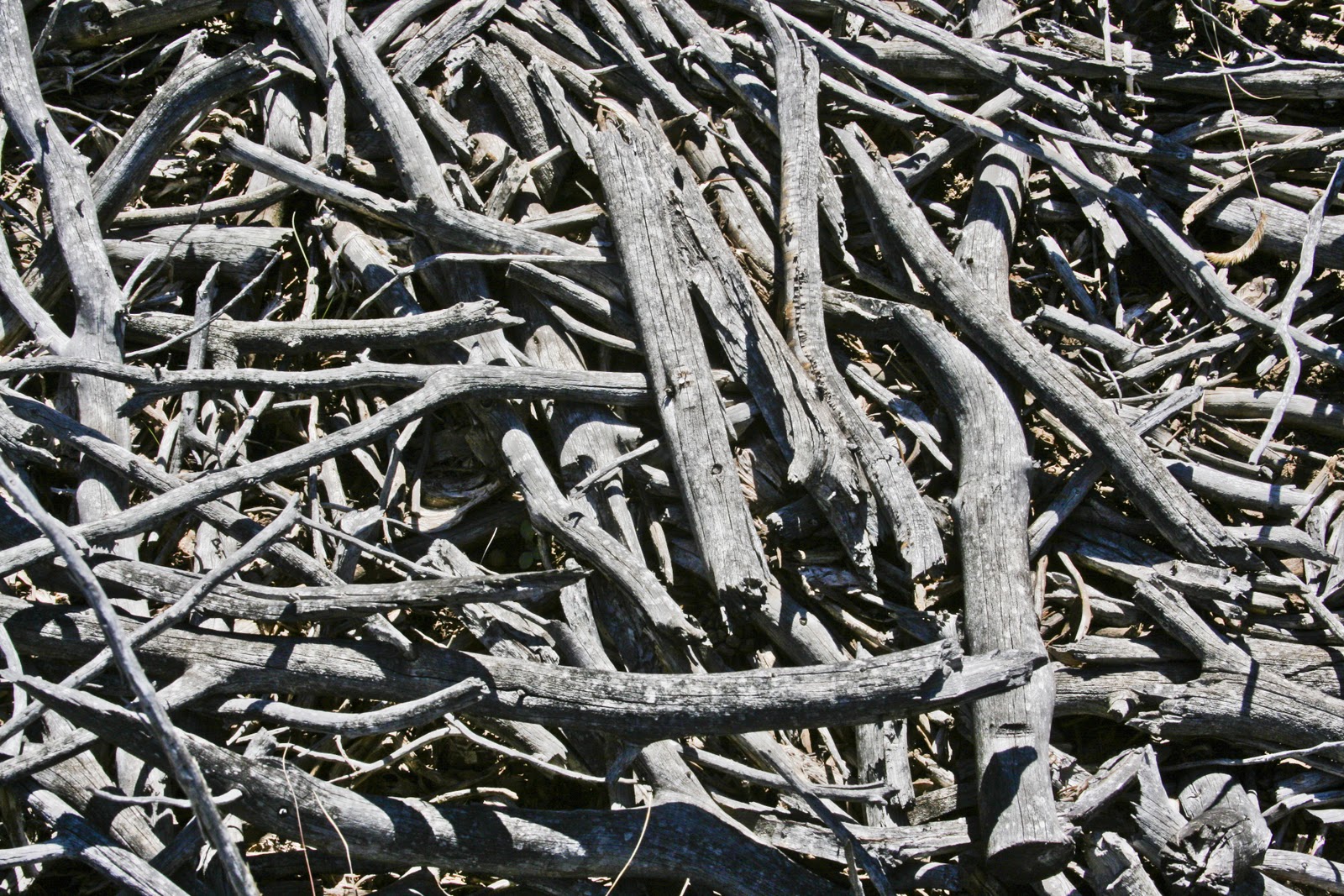 Walking Arizona: Forest Bone Pile