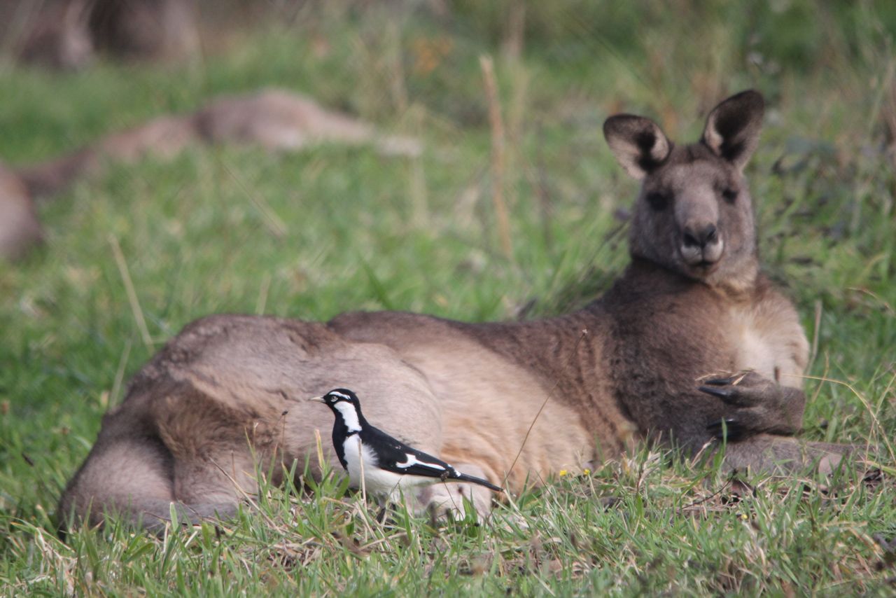 Pete's Flap Birding Aus: Roos & Rosellas