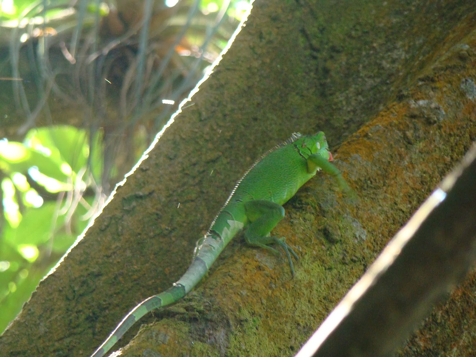 Tierra de collares: Jardín botánico La Laguna: fauna