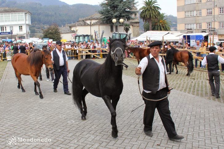 O CABALO DE PURA RAZA GALEGA / THE GALICIAN HORSE BREED / LE CHEVAL DE ...