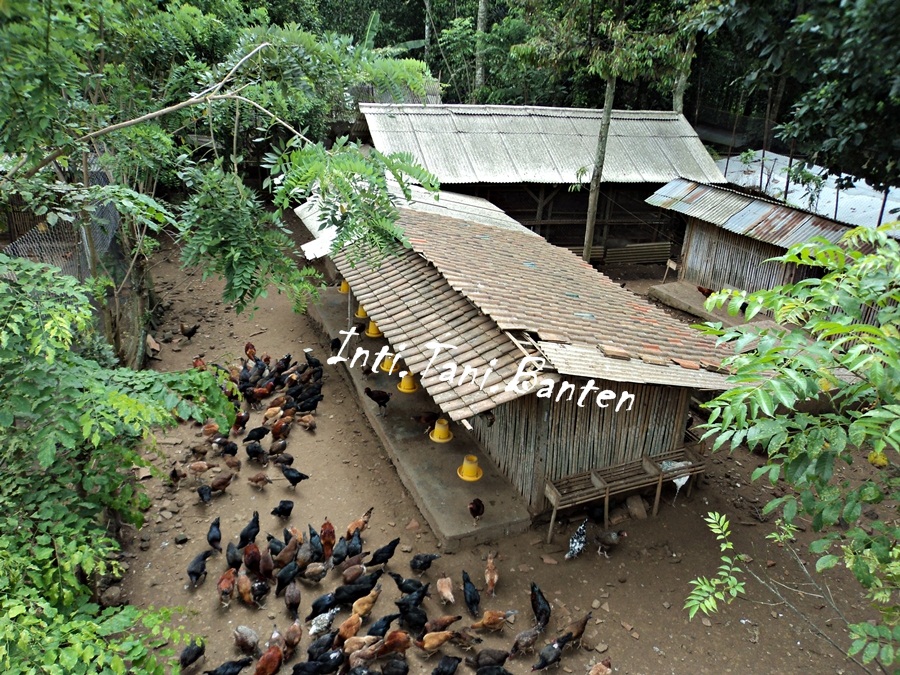 Ayam Kampung Unggul Badan Litbang (KUB) "Inti Tani Banten": Sistem ...