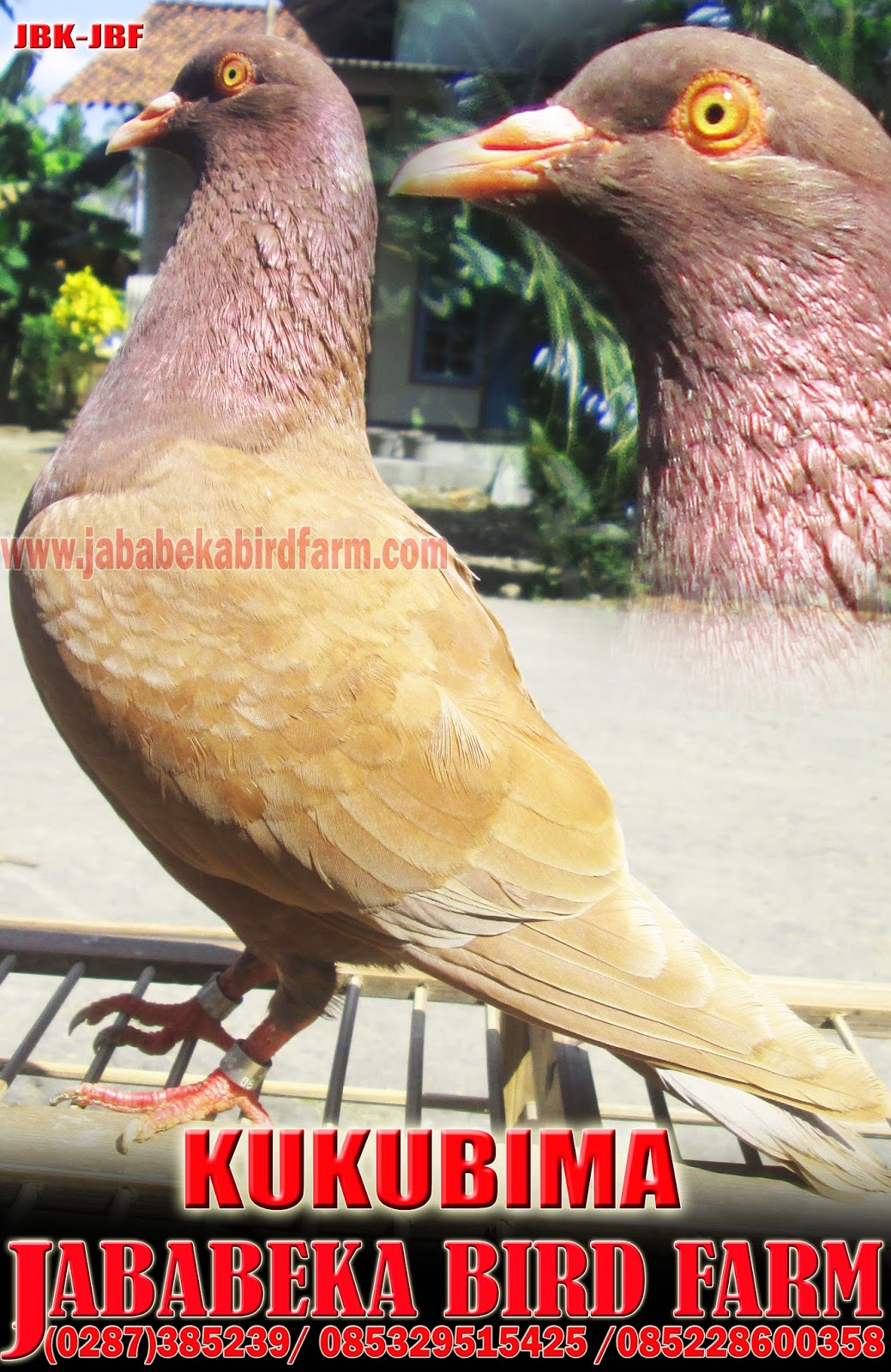 085228600358 / 085329515425 4 Karakter Kunci Merpati Kolong Juara Oleh ...