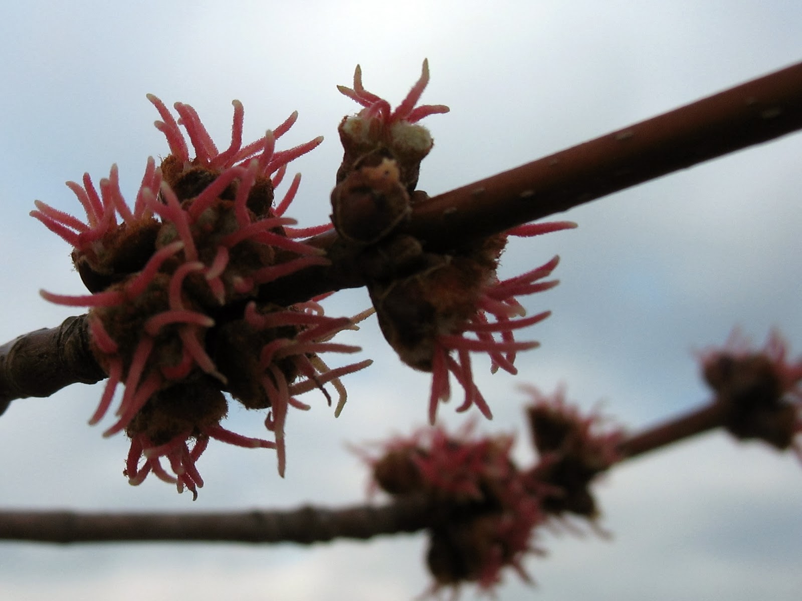 Using Georgia Native Plants: Red Maple Takes a Chance