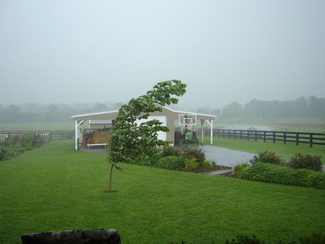 Tennessee Country Living: Garden Challenges - Wind, Bugs & Birds