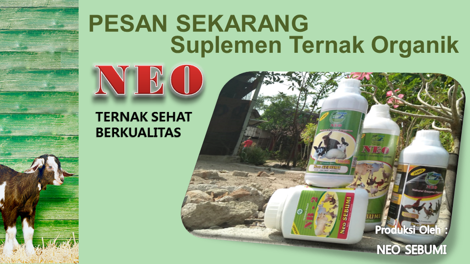 NEO SEBUMI: MENGENAL HEWAN RUMINANSIA DAN NON RUMINANSIA