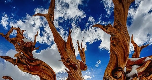 The Oldest Tree on Earth | HISTORIES OF THINGS TO COME