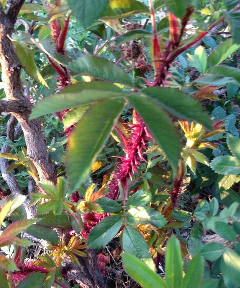 Garden Musings: New Purple Roses