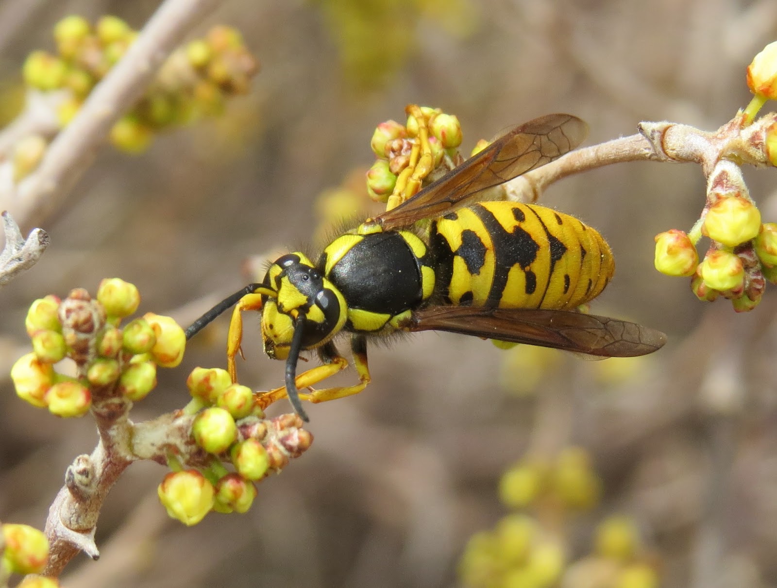 Bug Eric: Ok, Save Some Bugs