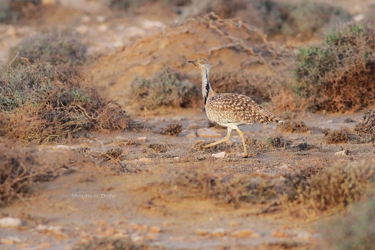 Houbara Bustards | Focusing on Wildlife