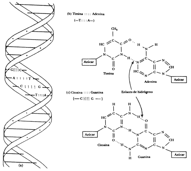 El mundo de la biología: "ESTRUCTURA DEL DNA"