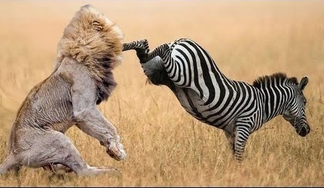When Prey Fights Back | Lion vs Warthog vs Leopard Crocodile vs Giraffe ...