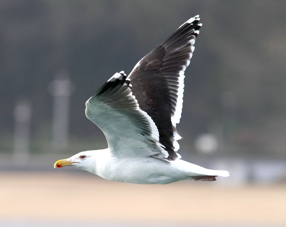 Birding Is Fun!: GULLS OF SPAIN - GAVIOTAS DE ESPAÑA