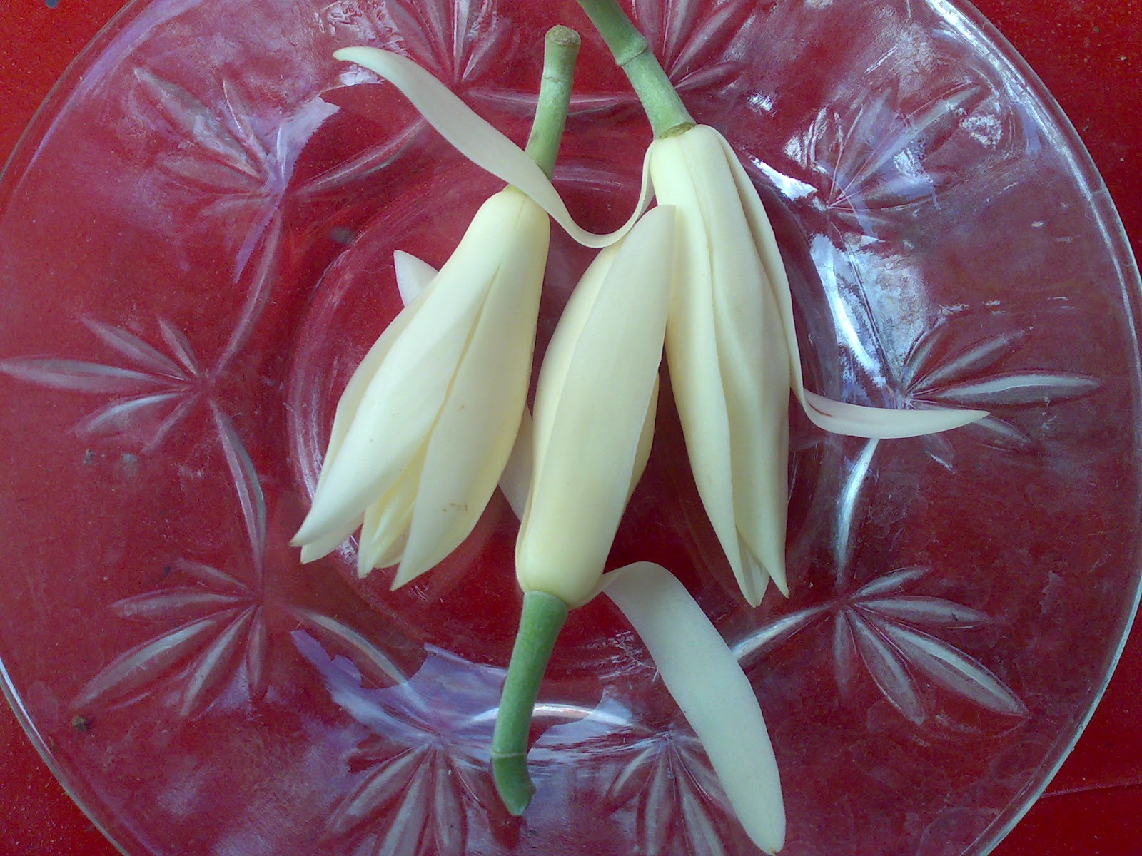 Flower Kantil | forest plants . Amazon.com