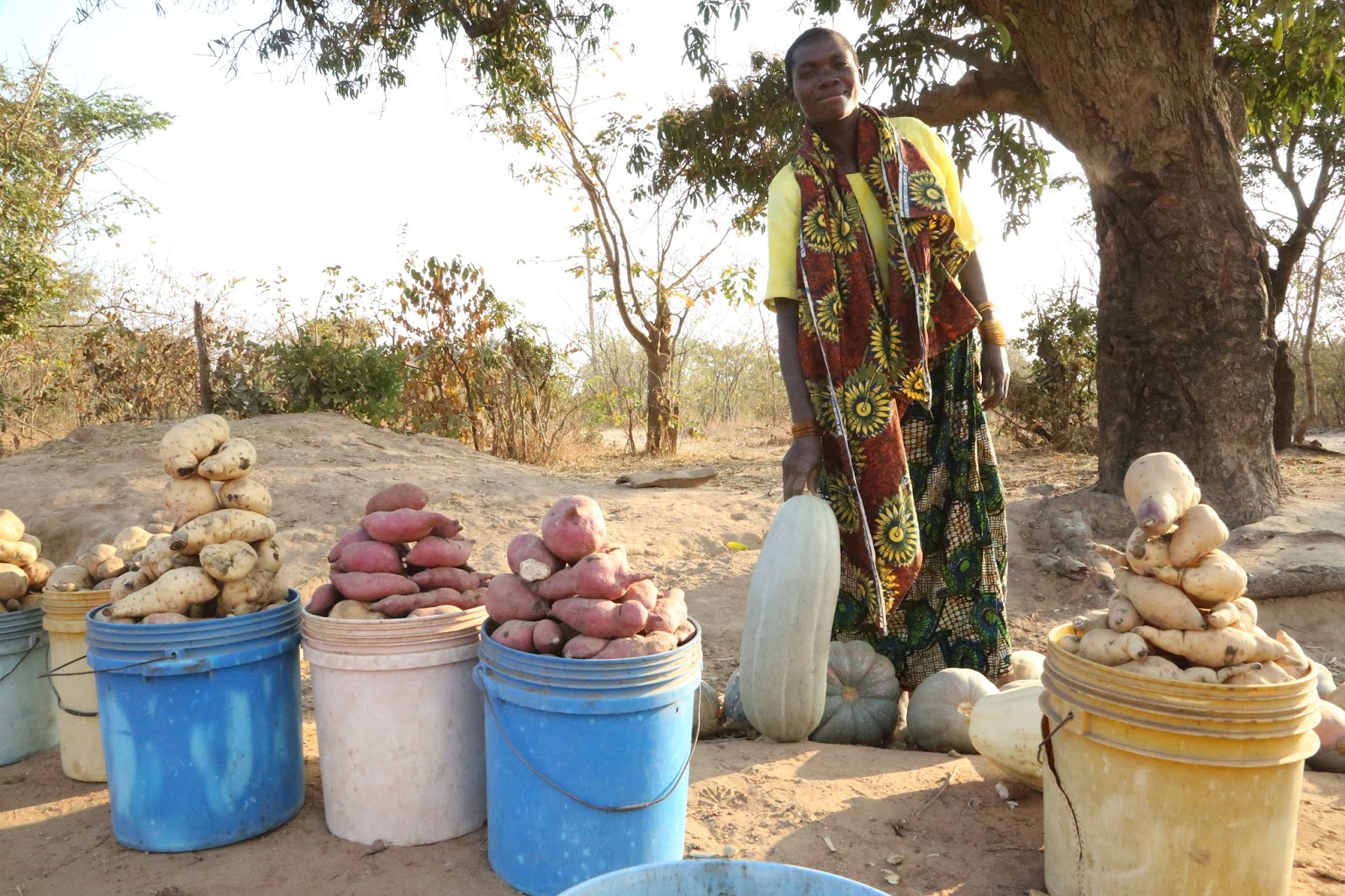 TABORA LEO HABARI: VIAZI VITAMU VINAPATIKANA KWA WINGI WILAYANI SIKONGE