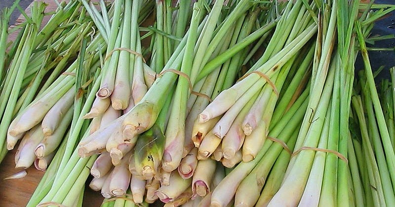 Serai/ Sereh (Cymbopogon citratus) - Lemon Grass | BATUMAS PERKASA