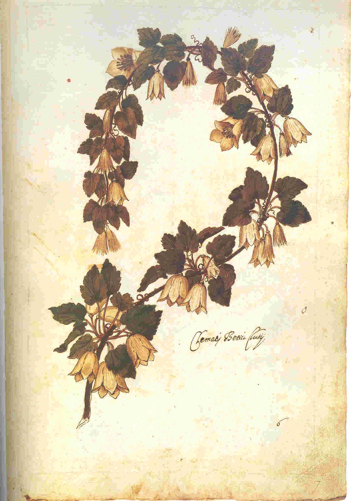 Surprised by Time: Flowers of Crete