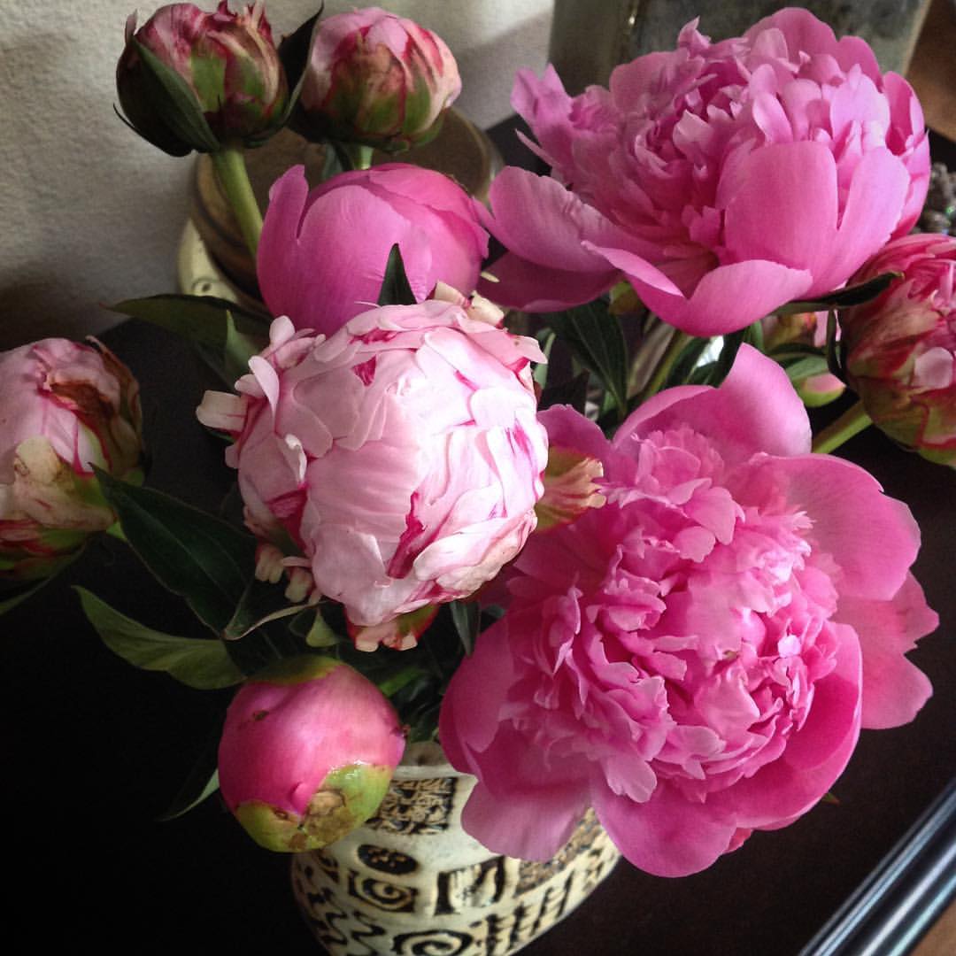 JaneVille: Peony Love!