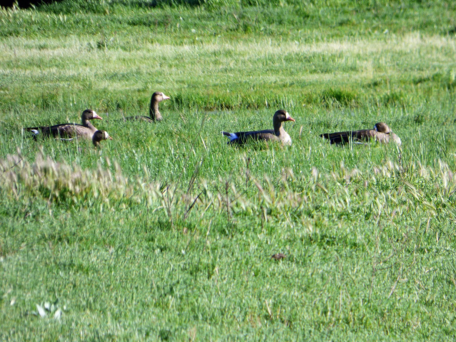 Geotripper's California Birds: The Last Stragglers at the San Joaquin ...