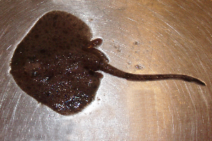 Artes de Pesca: VAMOS A PESCAR RAJELLA, RHINORAJA, RIORAJA, Y ROSTRORAJA