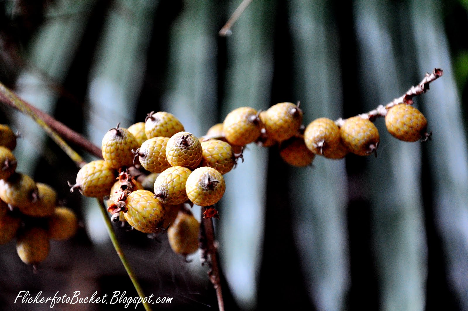 flicker.foto.bucket: Bako National Park 2010
