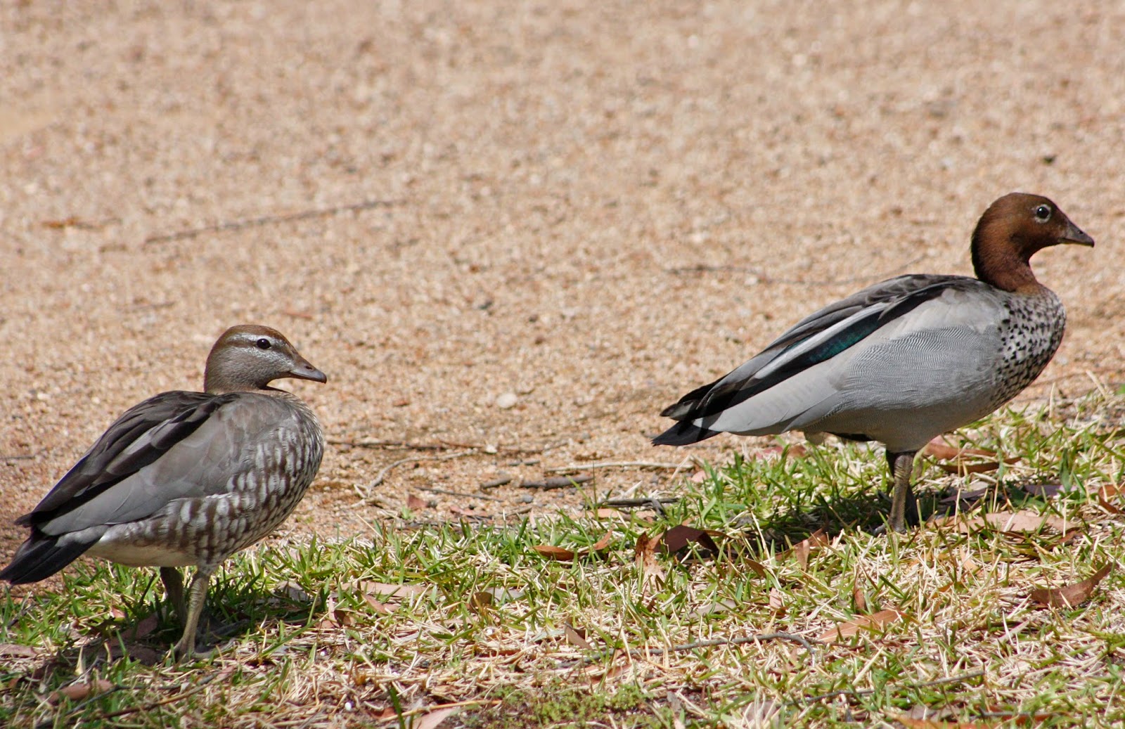 I am a liminal being: STANDING DUCKS