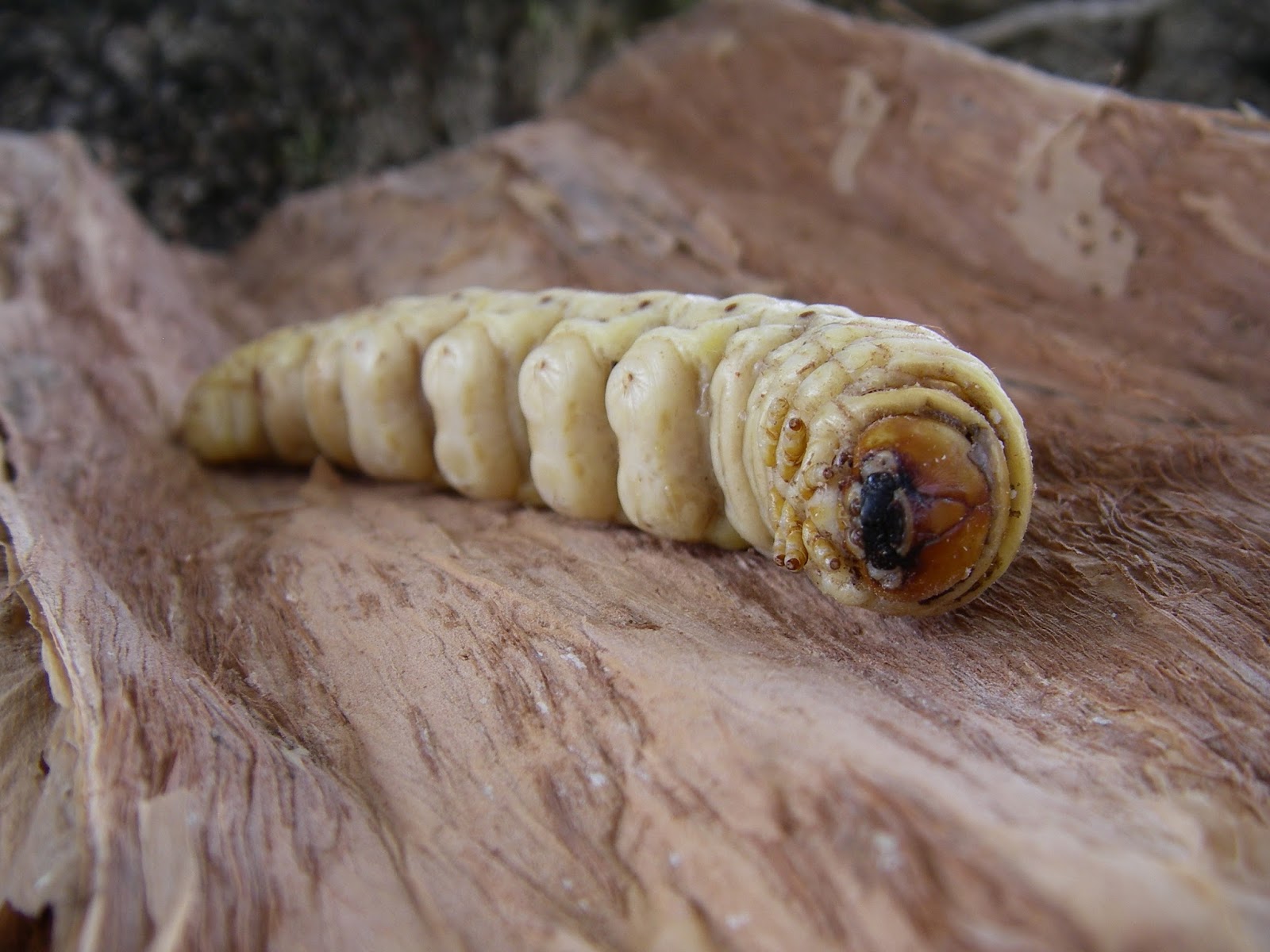 Iguarias pelo Mundo : Witchetty Grub - Iguaria Australiana.