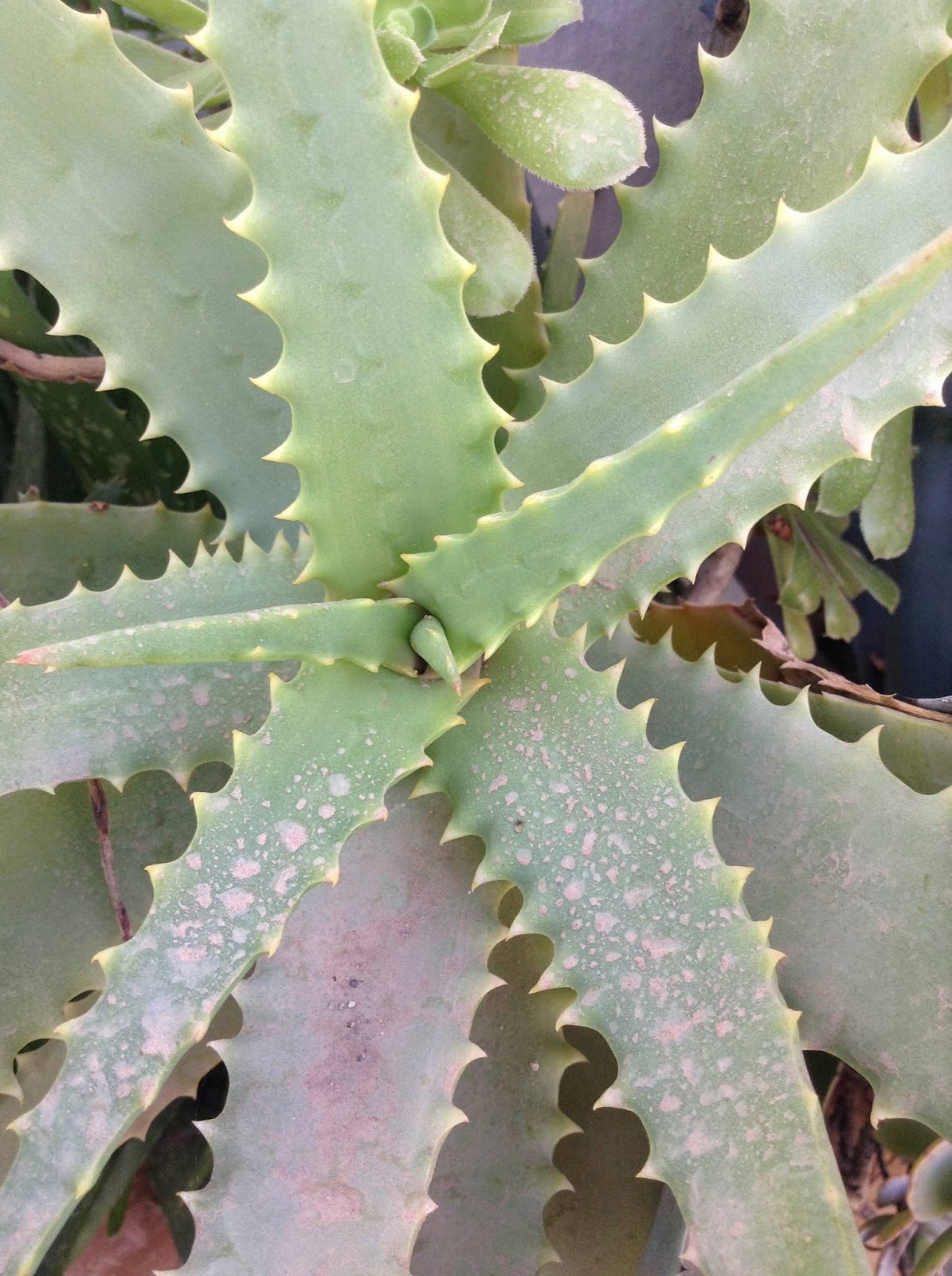 A Passage to Tangier: Plants of Morocco-Plantes du Maroc