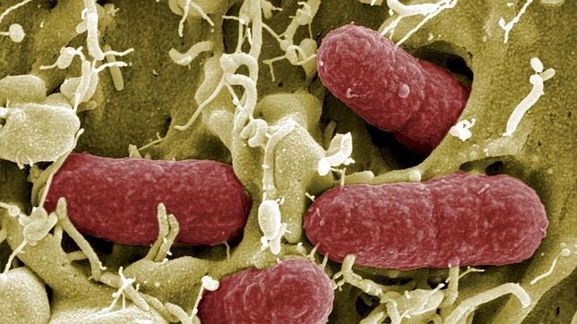 CIENCIASERITIUM: EL EXPERIMENTO DE RICHARD LENSKI