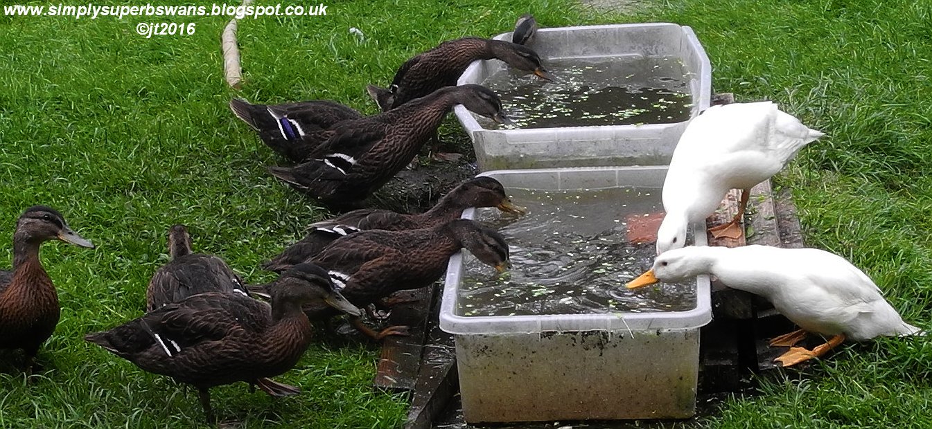 Simply Superb Swans: Ducks Trough