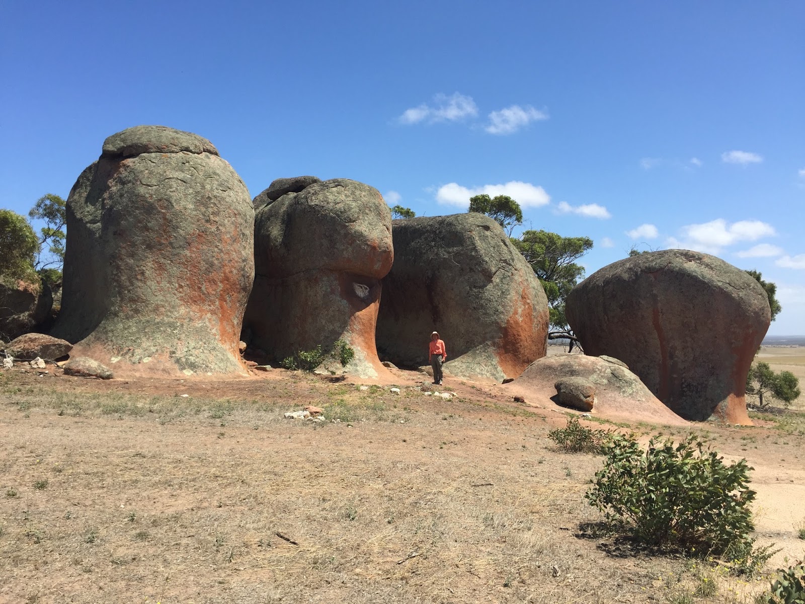 Australian Adventures: Swim with Sea Lions and Dolphins at Baird Bay, SA