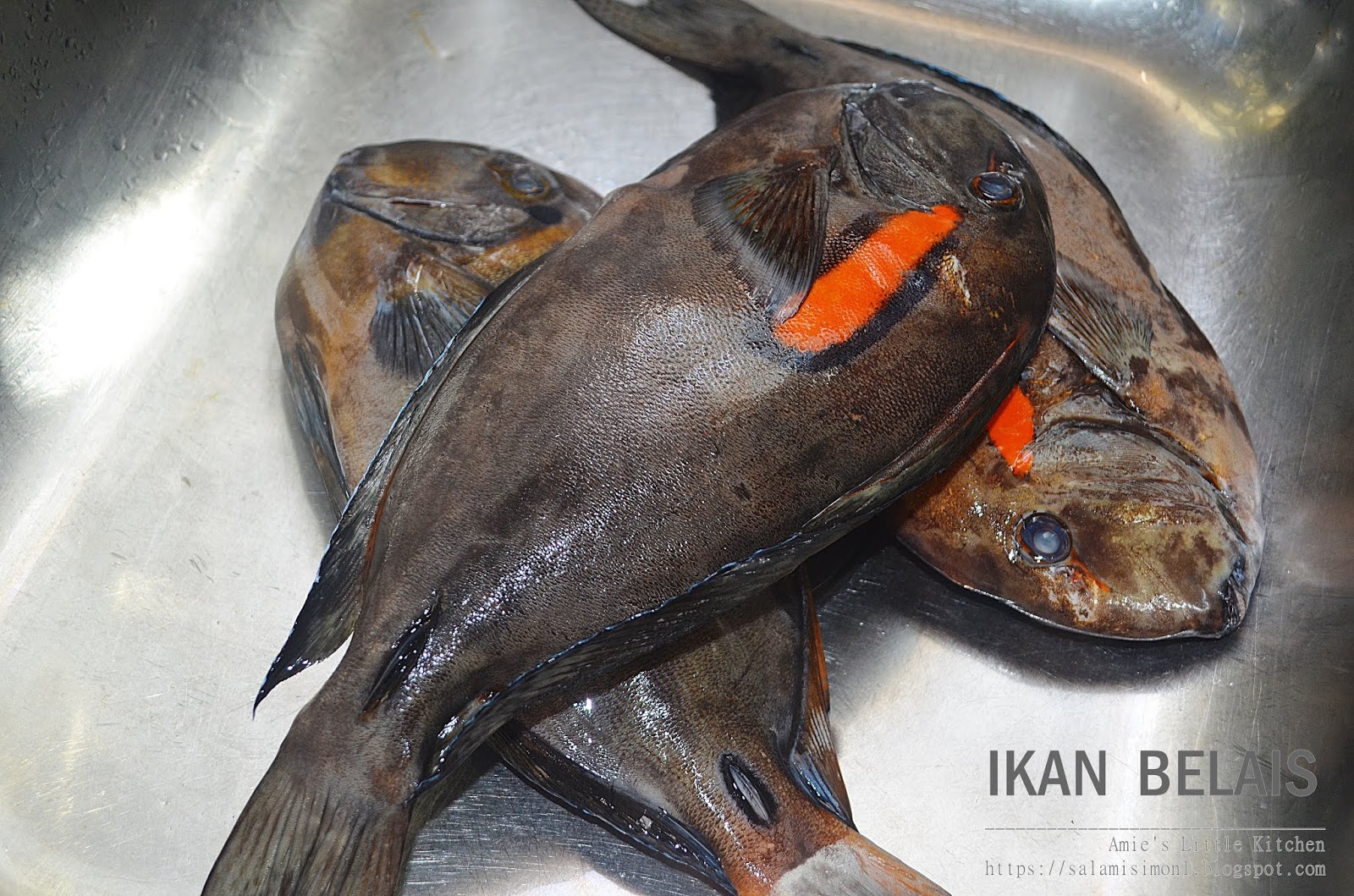 Kenali Ikan Kumai & Ikan Panit - Amie's Little Kitchen