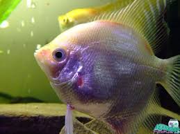 Angelfish Diseases ~ Angelfish Types