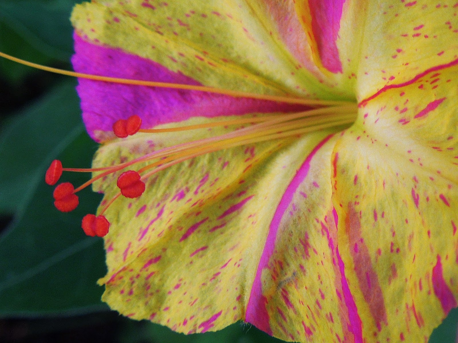 Jugar con Botanic Serrat : MACRO 16 - BOTÀNIC SERRAT