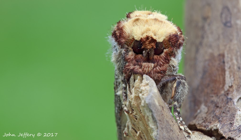 JJ's Photographic nature blog: A sting in the tail...