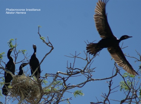 Caza y tiro con aire: Cormorán o Pato Chancho ( Phalacrocorax Brasilianus)