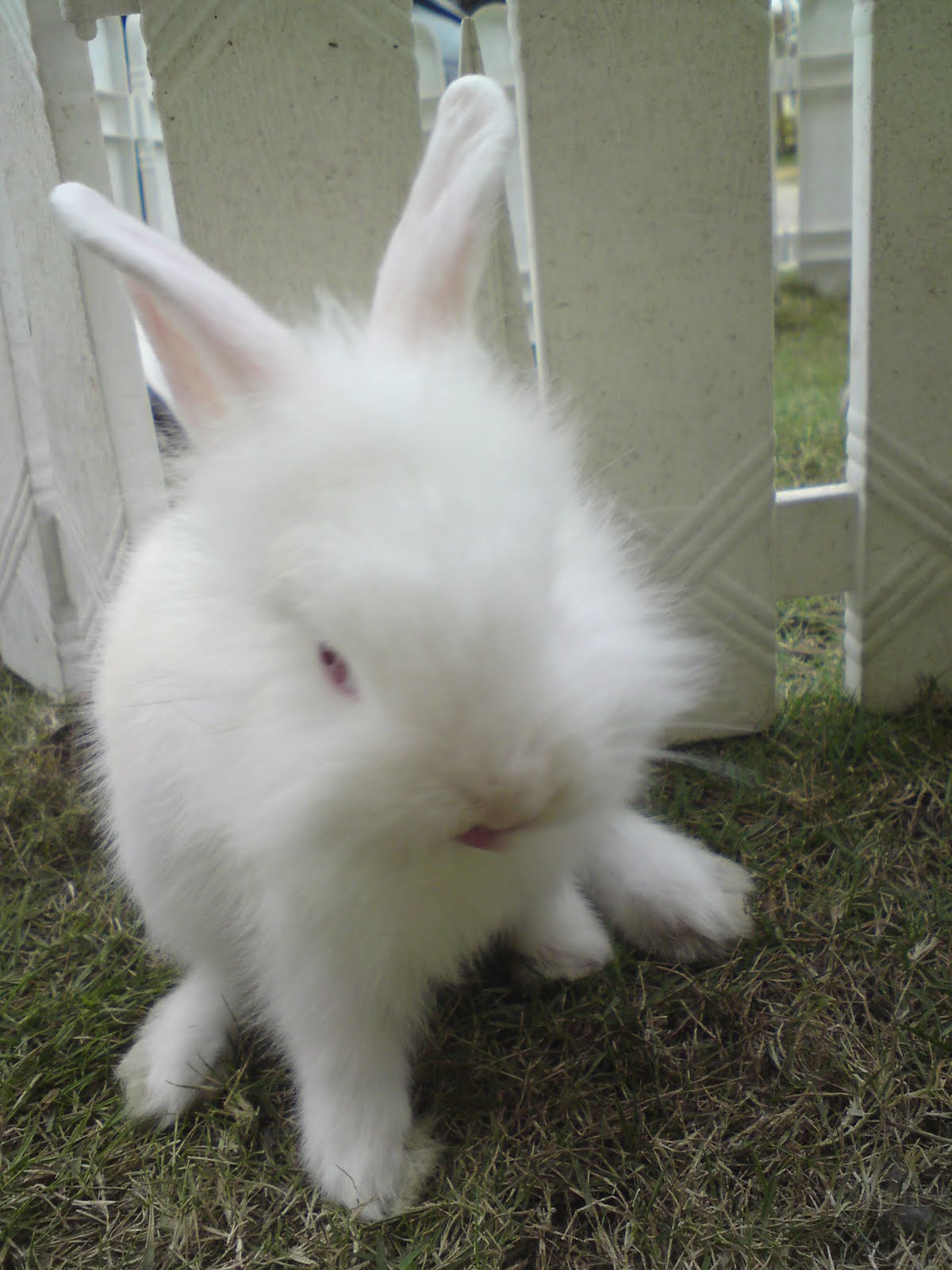 Professional Rabbit Breeder: For Sale