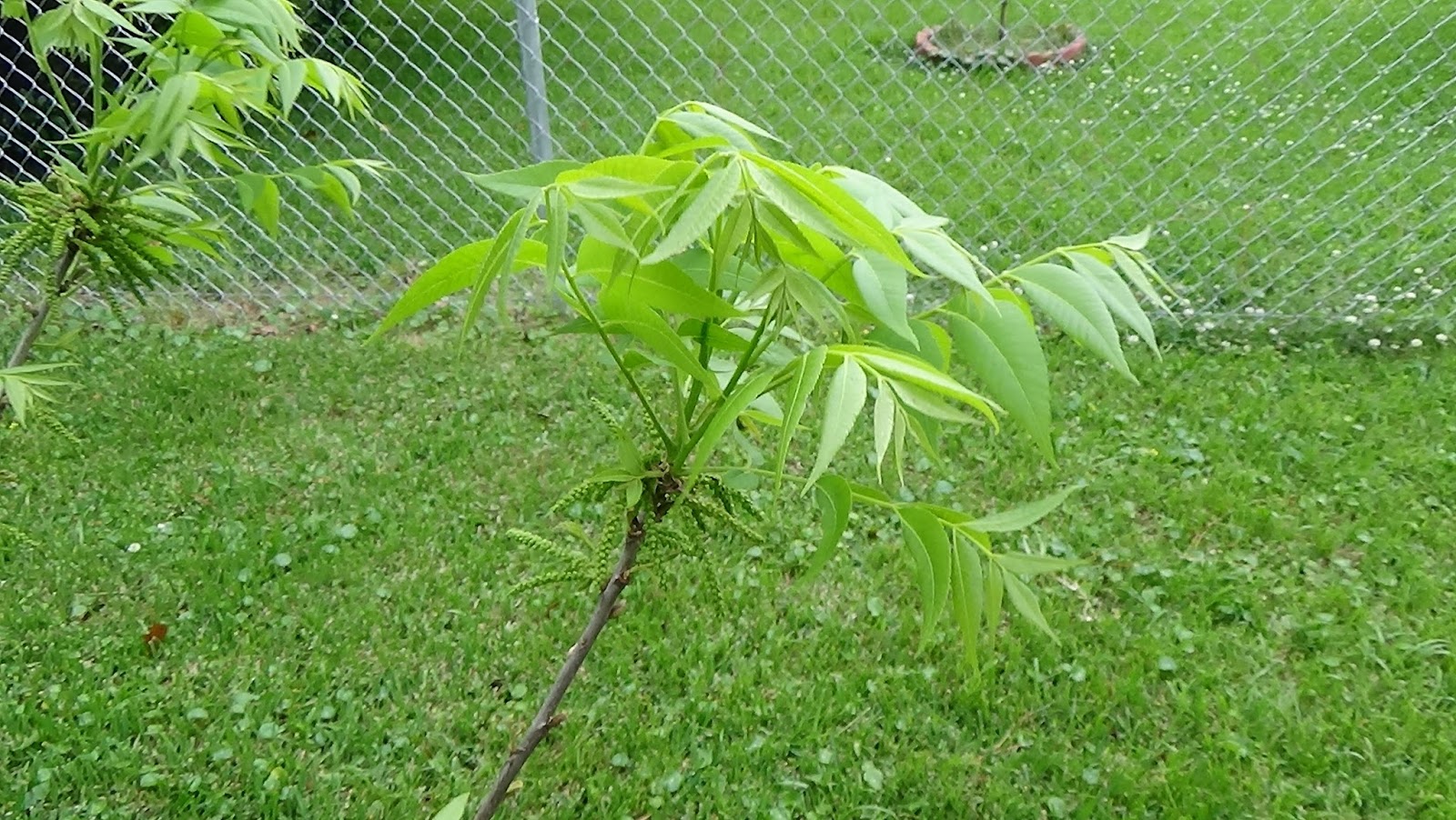 Cappy & Pegody's World: Spring Babies