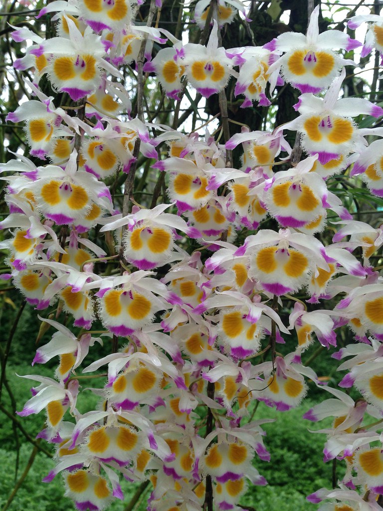 Dendrobium devonianum care and culture | Travaldo's blog