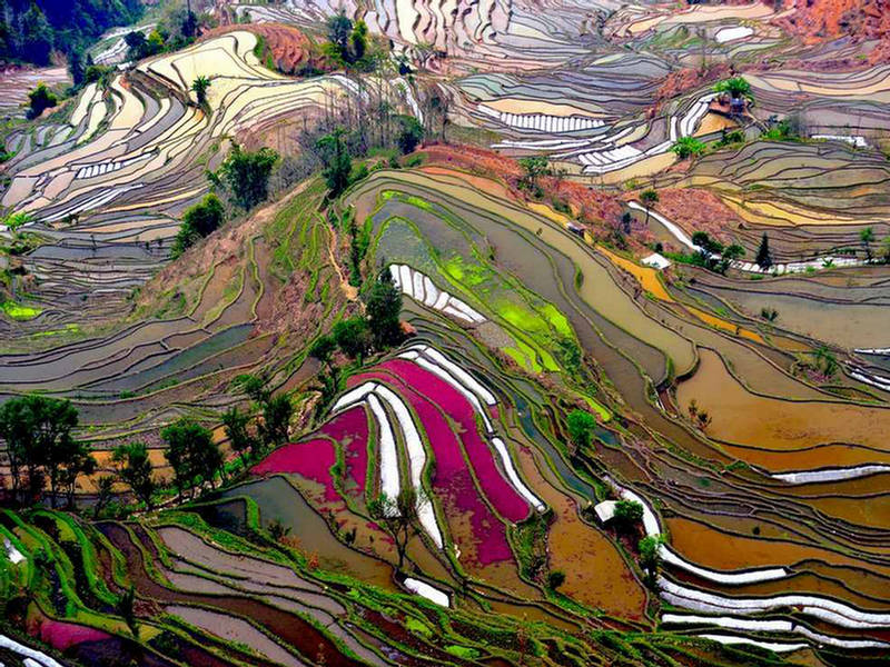 Colorful Terraces - Rice Fields China