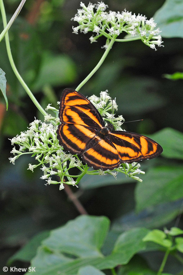 Butterflies of Singapore: Favourite Nectaring Plants #10