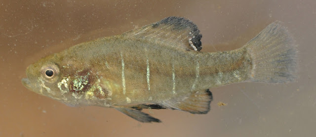 TNACI Field Notes: Proposed Listing of the Spring Pygmy Sunfish as ...